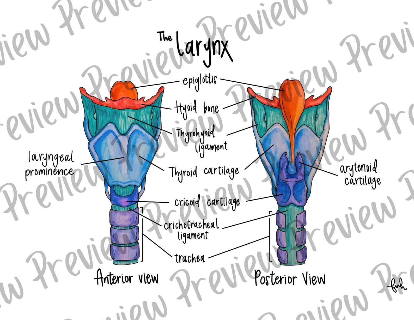 Larynx Diagram - Digital Download- Anterior and Posterior Views - Etsy