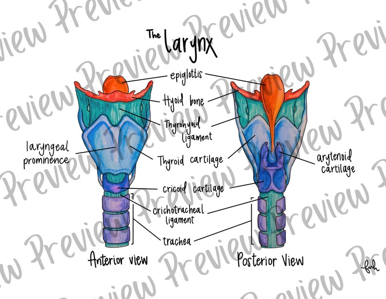 Larynx Diagram - Digital Download- Anterior and Posterior Views - Etsy