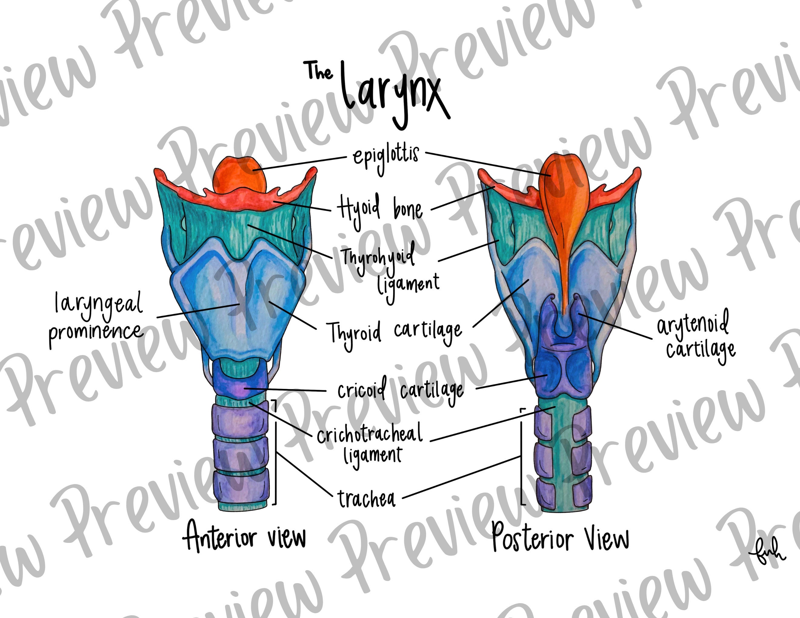 Larynx Diagram - Digital Download- Anterior and Posterior Views - Etsy