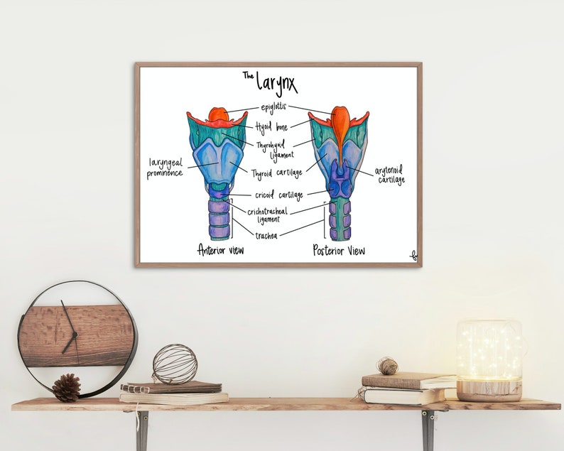 Larynx Diagram - Matte Poster - Anterior and Posterior Views - Etsy