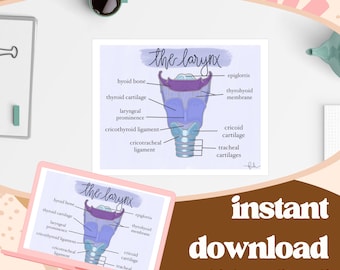 Larynx Diagram - Digital Download- Anterior and Posterior Views - Etsy
