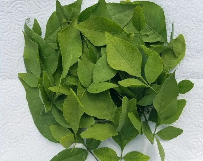 Bel Tree Leaves , Bilva Patra, Bel Patra, Bel Fruit, Golden Apple Fresh ...