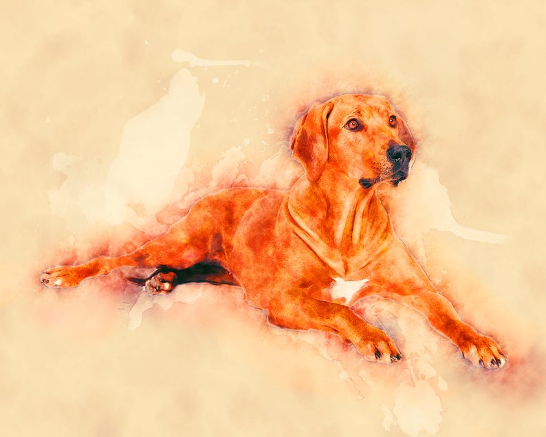 Rhodesian Ridgeback Art Print Big Dog Portrait Custom Dog - Etsy