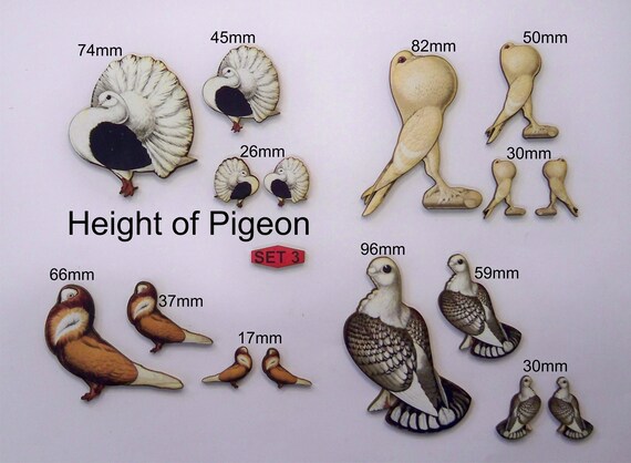 Pigeons. Some Fancy Pigeons. SET 3 This is a Pack of 16 - Etsy