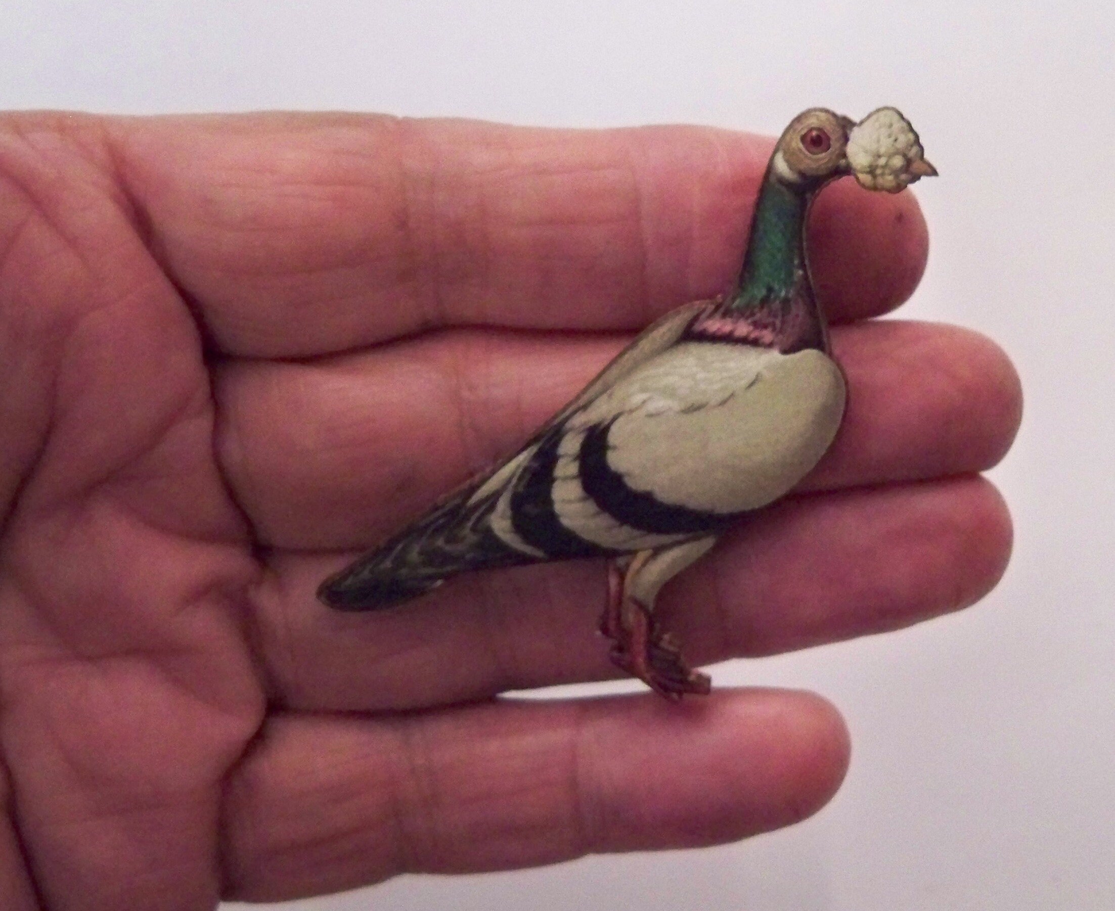 Pigeons. Some Fancy Pigeons. SET 1 A Pack of 11 X Laser | Etsy