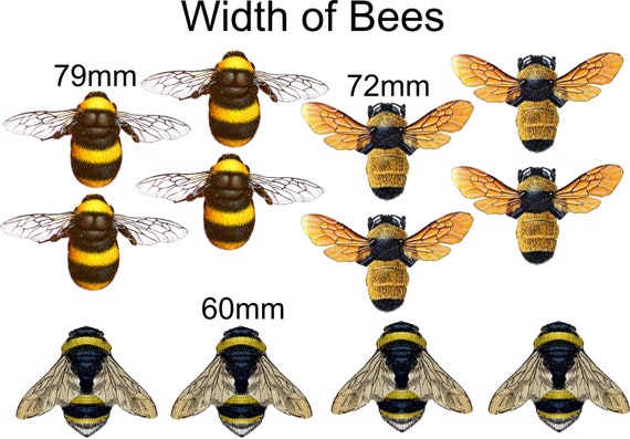 Big Bee's. Honey bee's. A pack of 12 Laser wood | Etsy