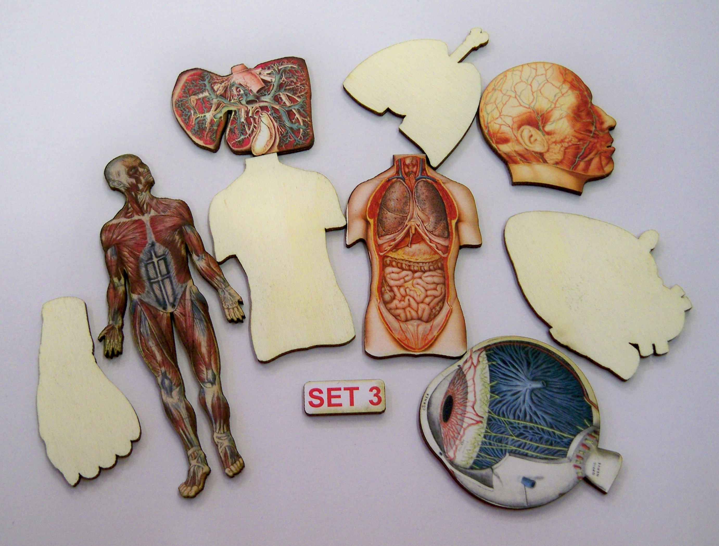 ANATOMICAL BODY PARTS. Set No. 3 - Etsy UK