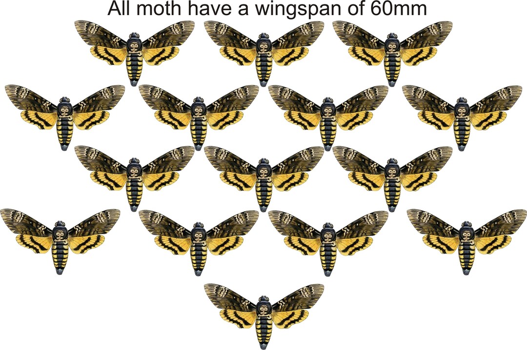 DEATH HEAD MOTHS. Wood Laser Cut for the Creative 15 per Packet - Etsy