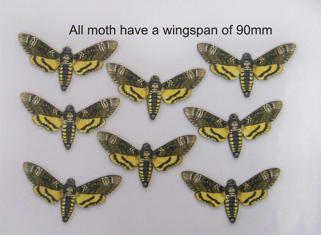 DEATH HEAD MOTHS. Wood Laser Cut for the Creative 8 per Packet - Etsy