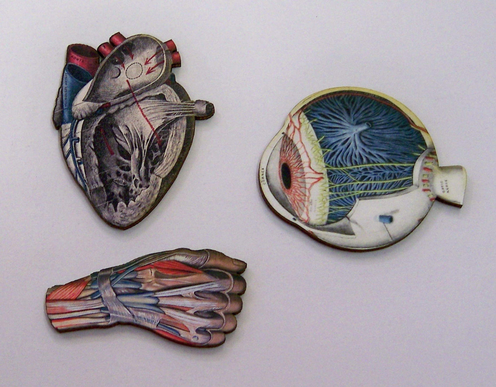 ANATOMICAL BODY PARTS. Set No. 3 - Etsy UK