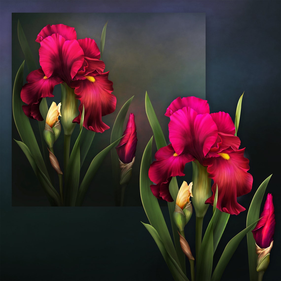 Iris Bliss Digitally-painted Bearded Iris Design Resource - Etsy