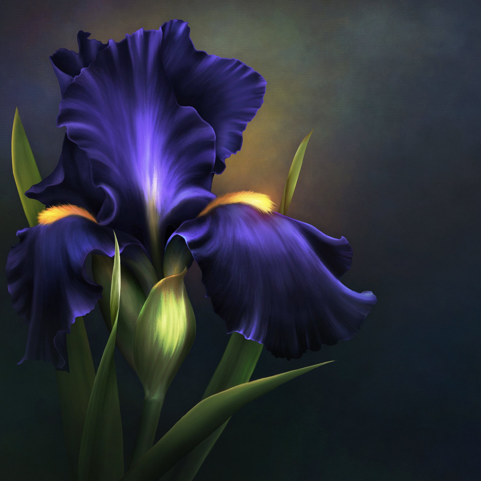 Iris Bliss Digitally-painted Bearded Iris Design Resource - Etsy