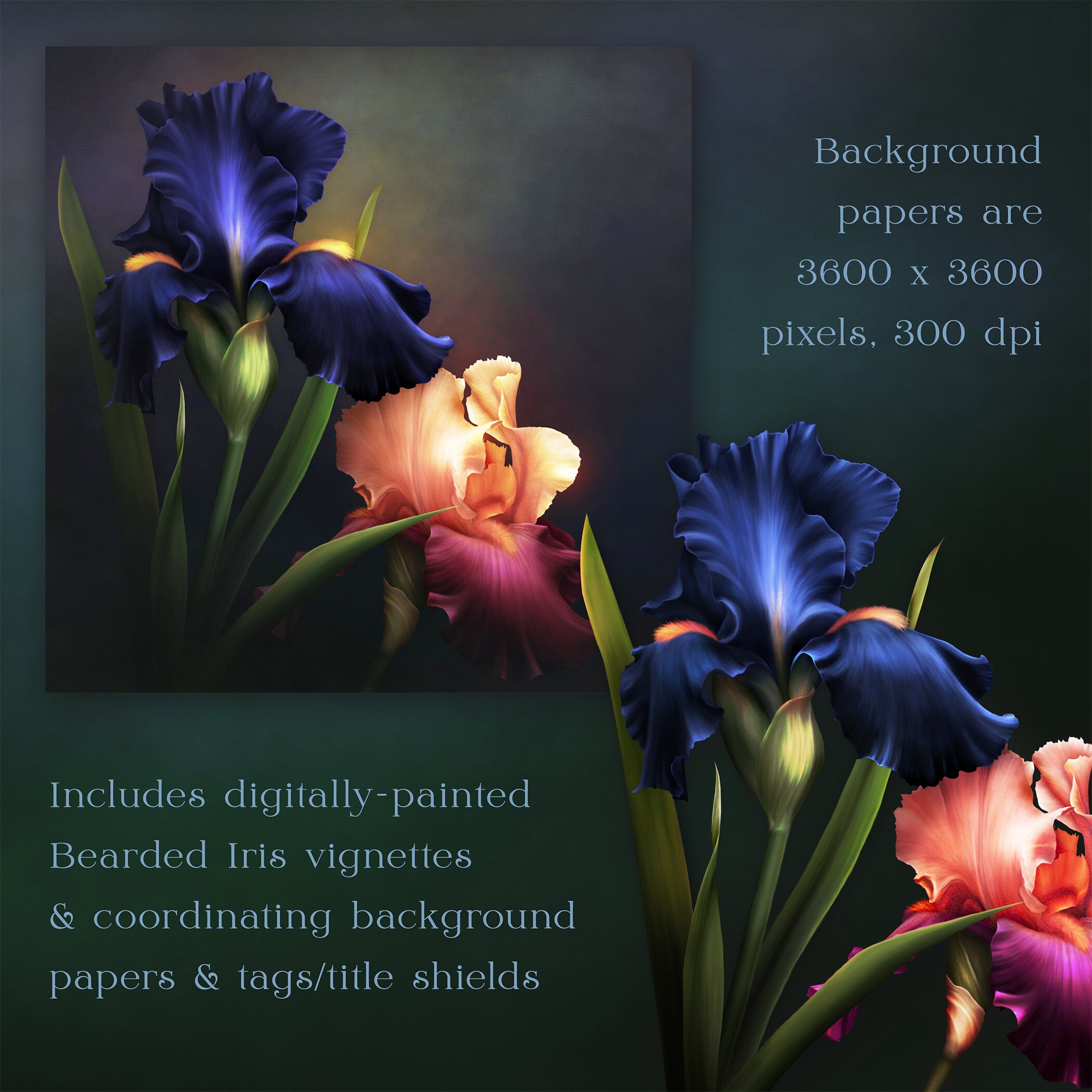 Iris Bliss Digitally-painted Bearded Iris Design Resource - Etsy