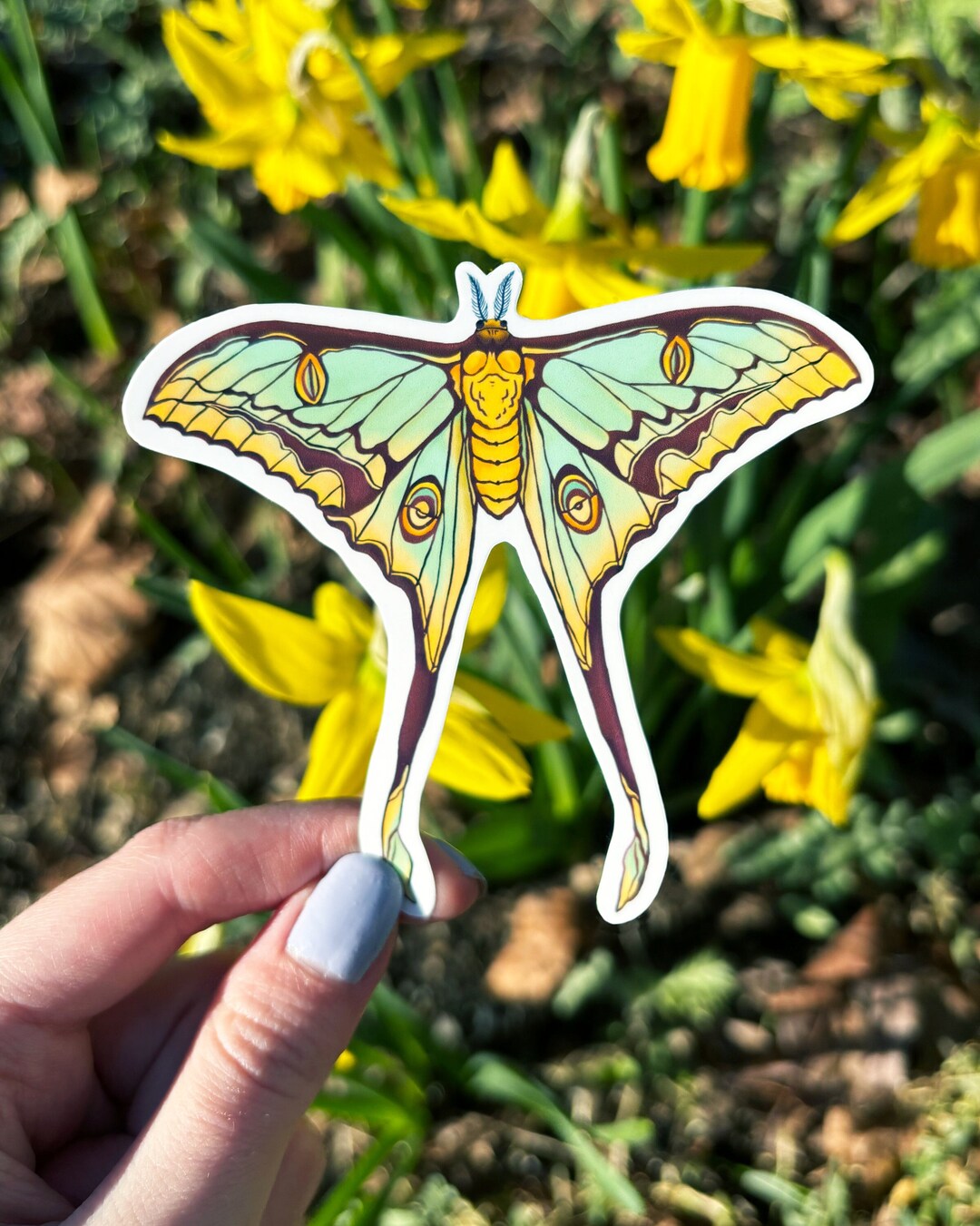 Comet Moth Luna Moth Vinyl Sticker - Etsy