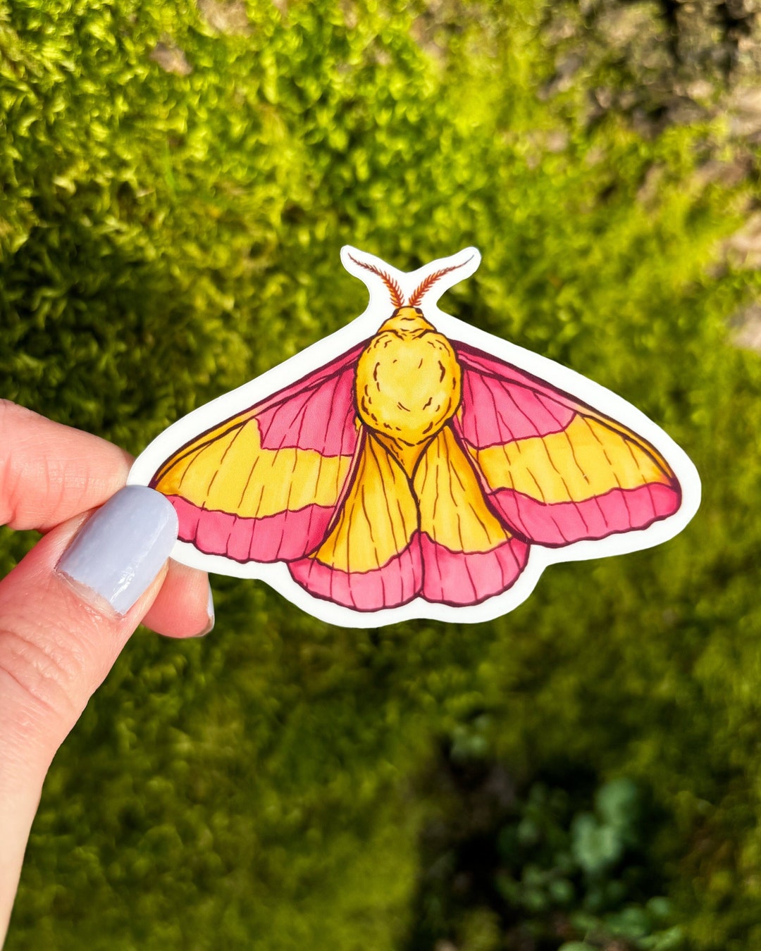 Rosy Maple Moth Vinyl Sticker - Etsy