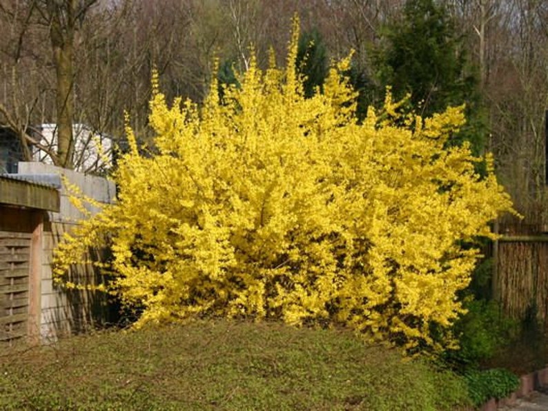 Forsythia 'Spectabilis' 15 boutures fraîches - Etsy France