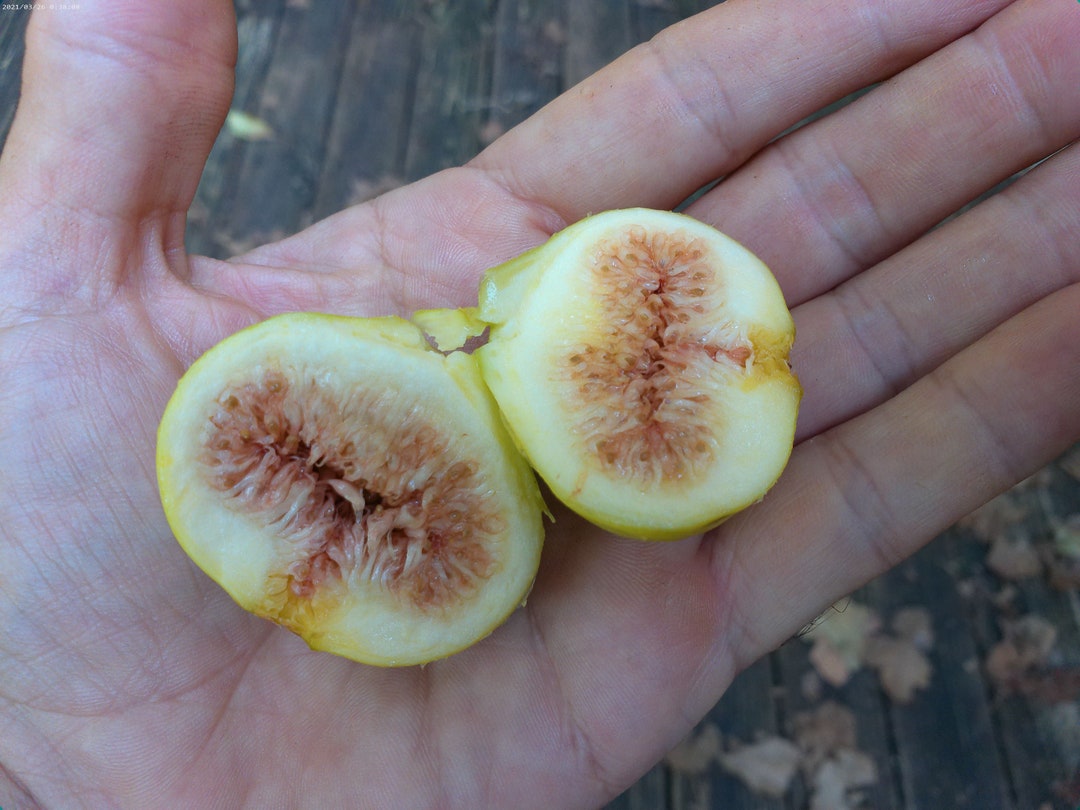 10+ White Texas Everbearing Fig Fresh Cuttings & Propagation Guide - Etsy