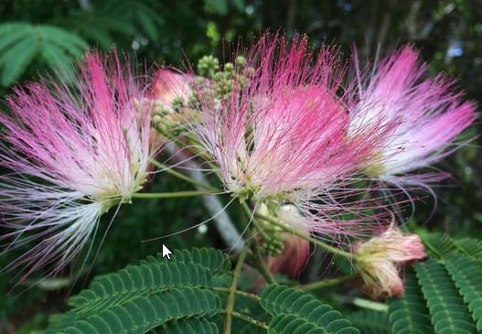 Silk Mimosa 5 Bareroot Saplings 7-12 Pink Flowers Powder | Etsy