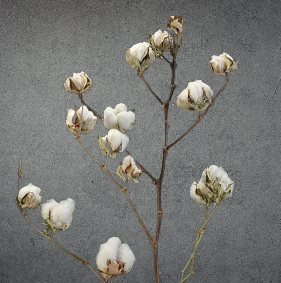 Cotton Branches Real-cotton Stalks-real Cotton Stems-cotton Boll Stems ...