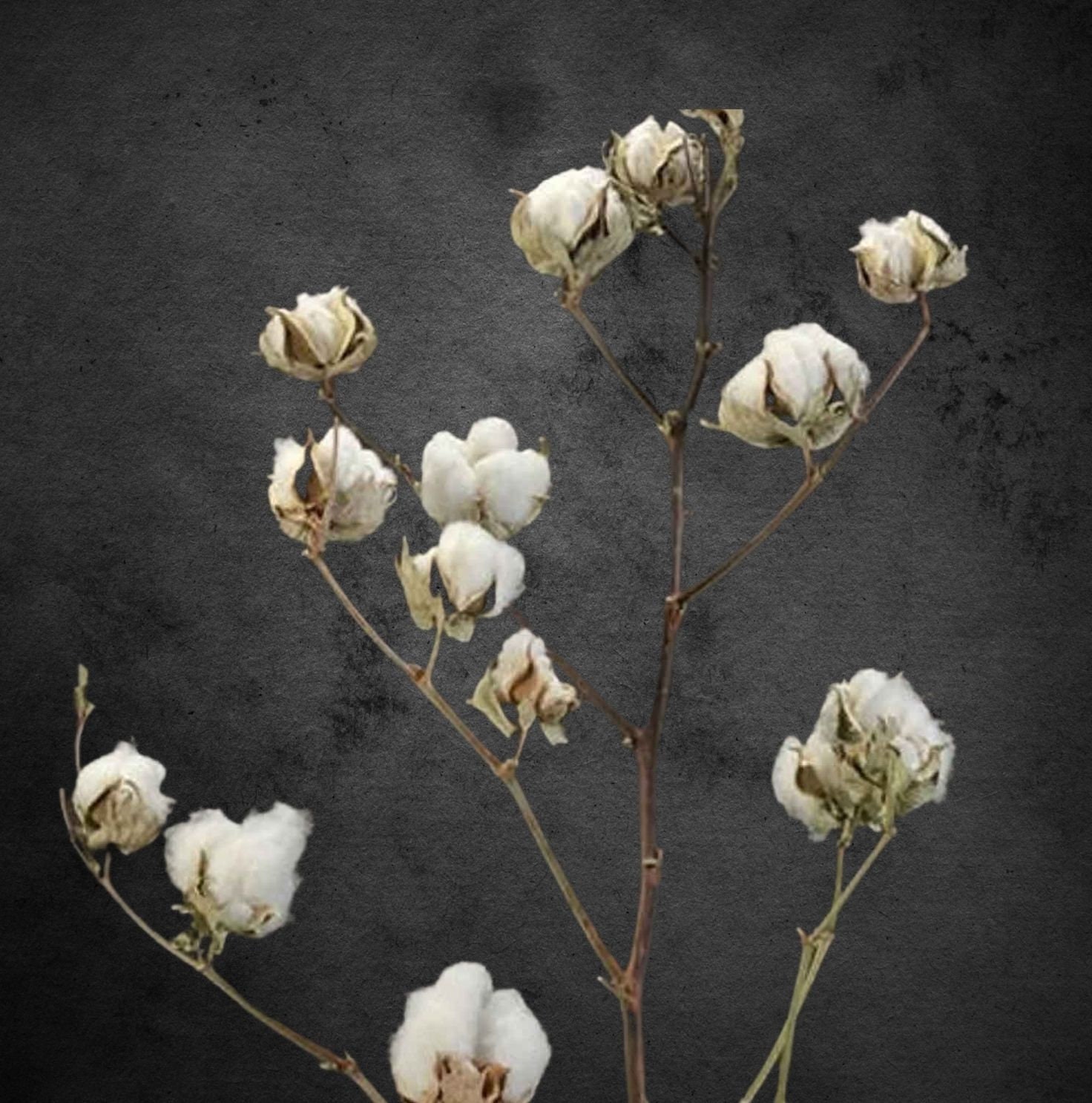 Cotton Branches Real-cotton Stalks-real Cotton Stems-cotton - Etsy