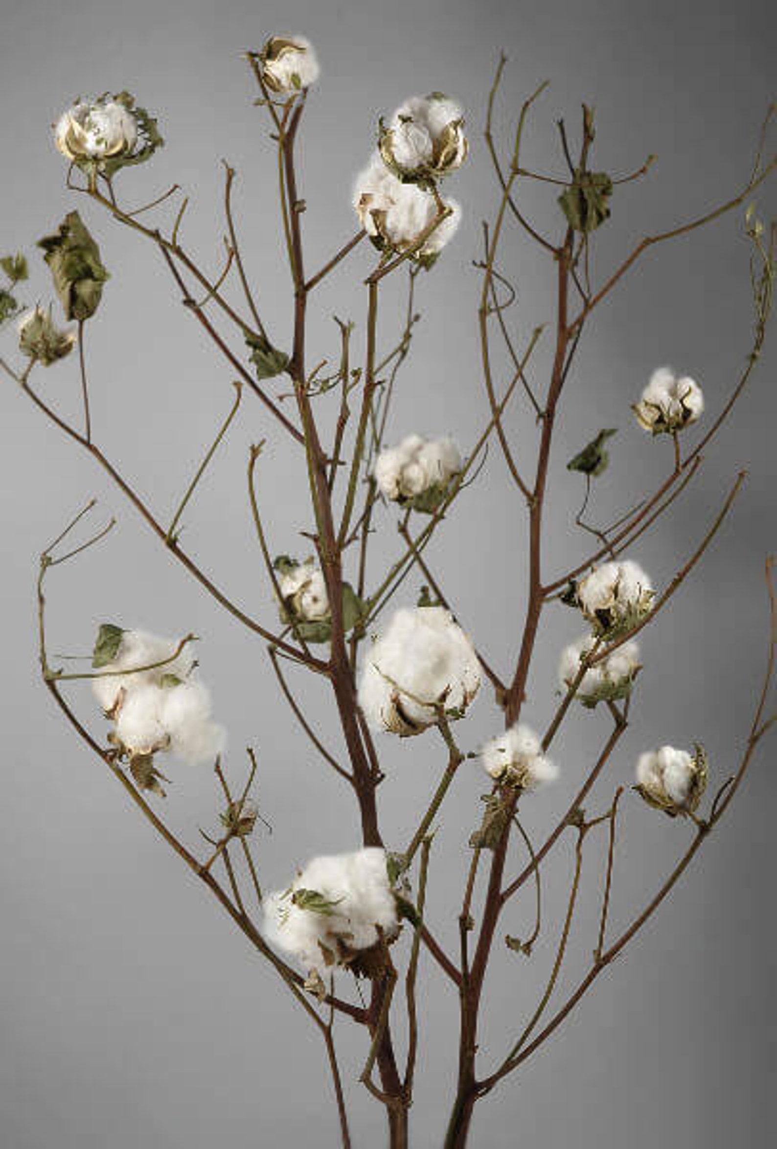 Cotton Branches Real-Cotton Stalks-Real Cotton Stems-Cotton | Etsy