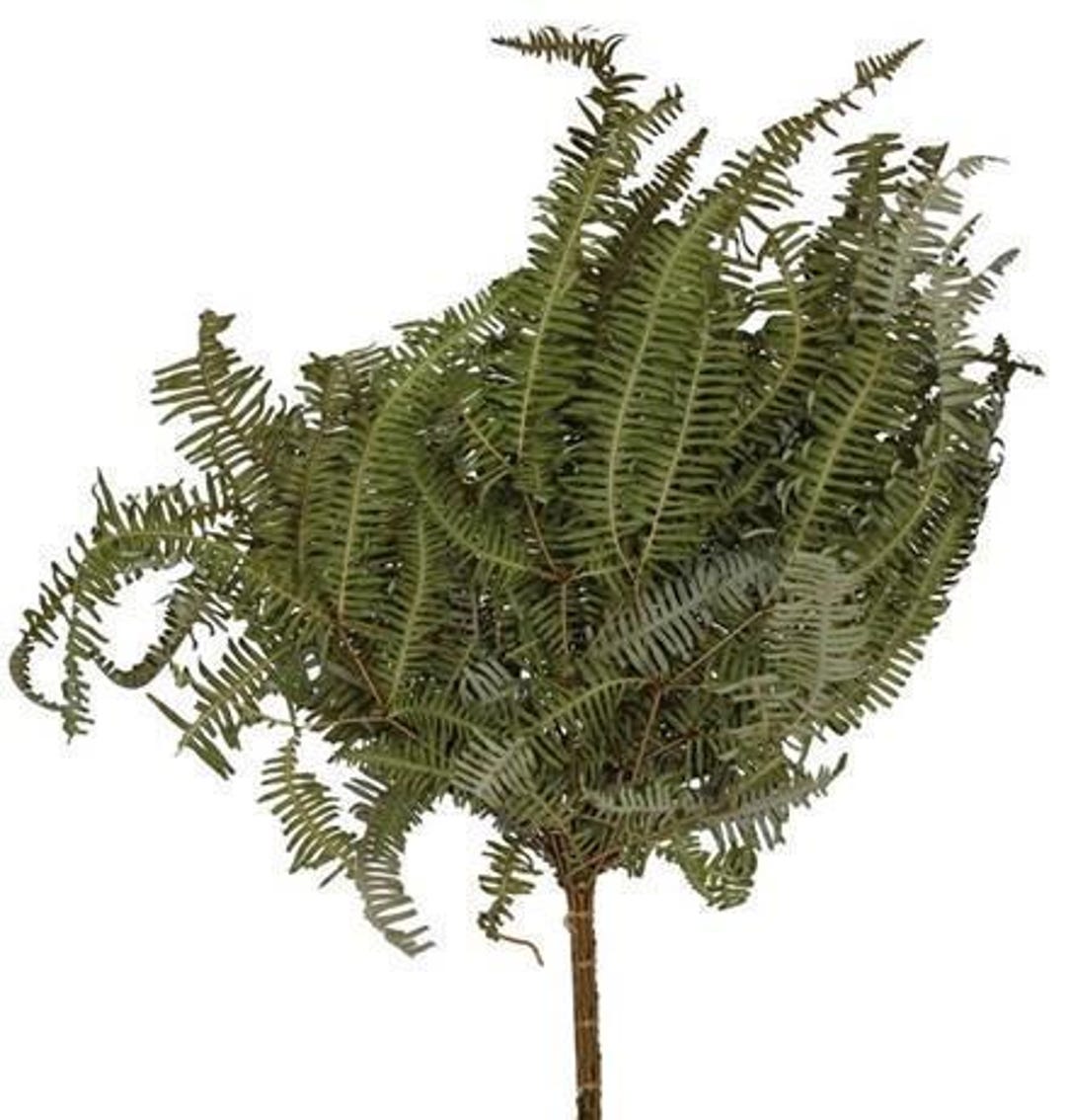 Dried False Staghorn Fern Bundle, Natural Fern Leaves, Dried Vase ...