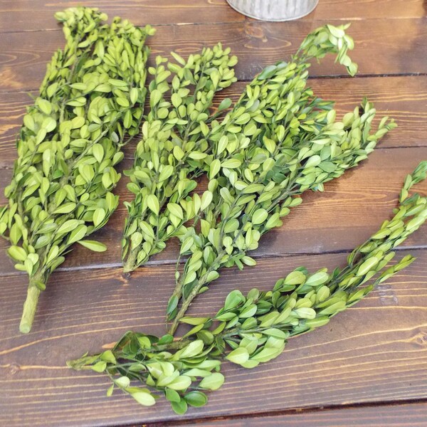 Preserved Boxwood - Etsy