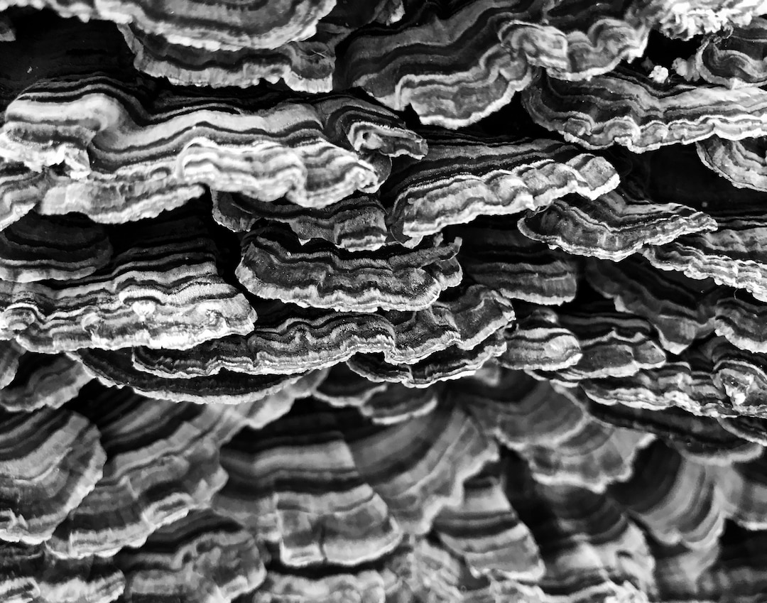 DIGITAL DOWNLOAD, Layers, Wall Art, Printable Photo, Nature Photography ...