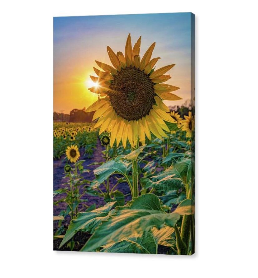 Grinter Sunflower Farm Lawrence Kansas Flower Prints Kansas | Etsy