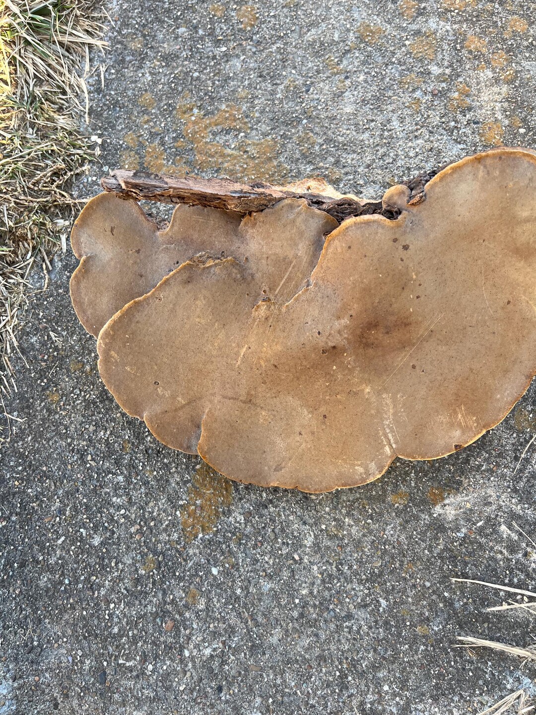 Tree Mushroom Polypore Fungus, Natural Fungi Collection, Fairy Garden ...
