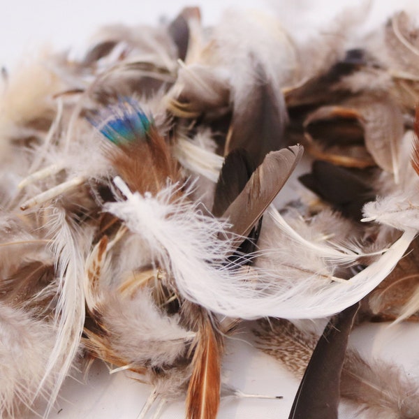 Real Bird Feathers - Etsy