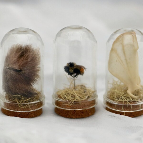 Bell Jar Taxidermy - Etsy