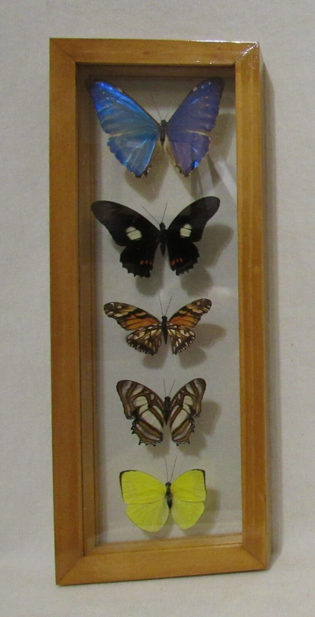Framed Butterfly Display Includes 5 Elegant and Colorful Amazonian ...