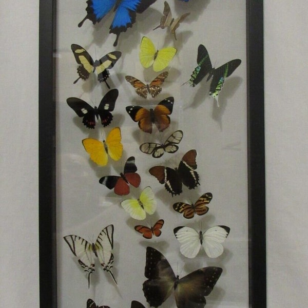 Butterfly Display - Etsy