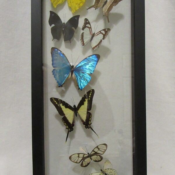 Framed Butterflies - Etsy
