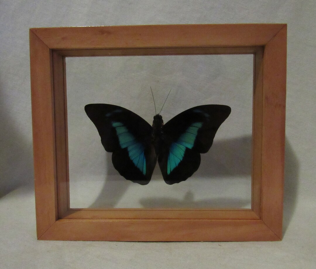 Framed Butterfly Display With Large Size Colorful Amazonian Butterfly ...