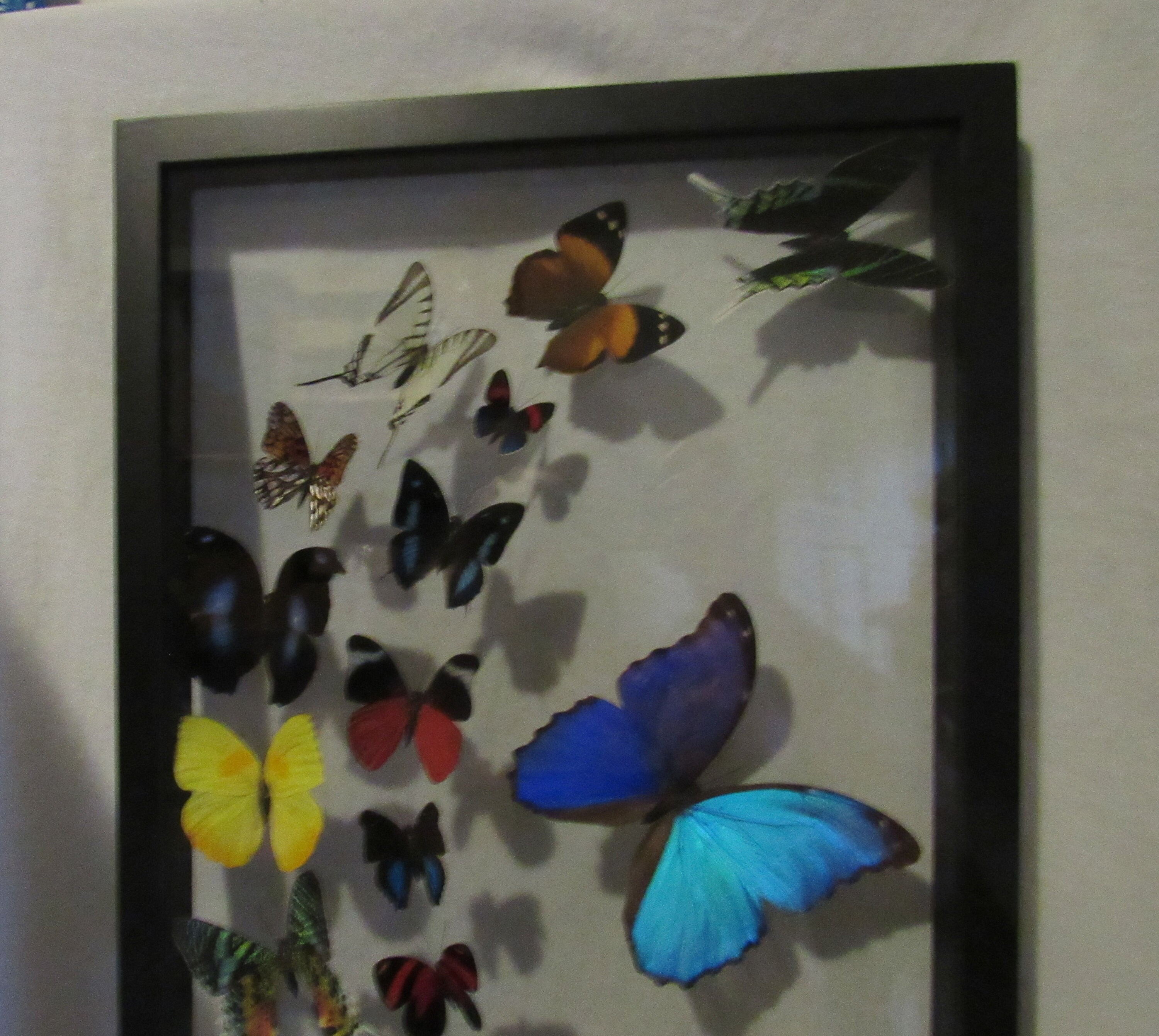 Framed Butterfly display includes 18 elegant and colorful | Etsy