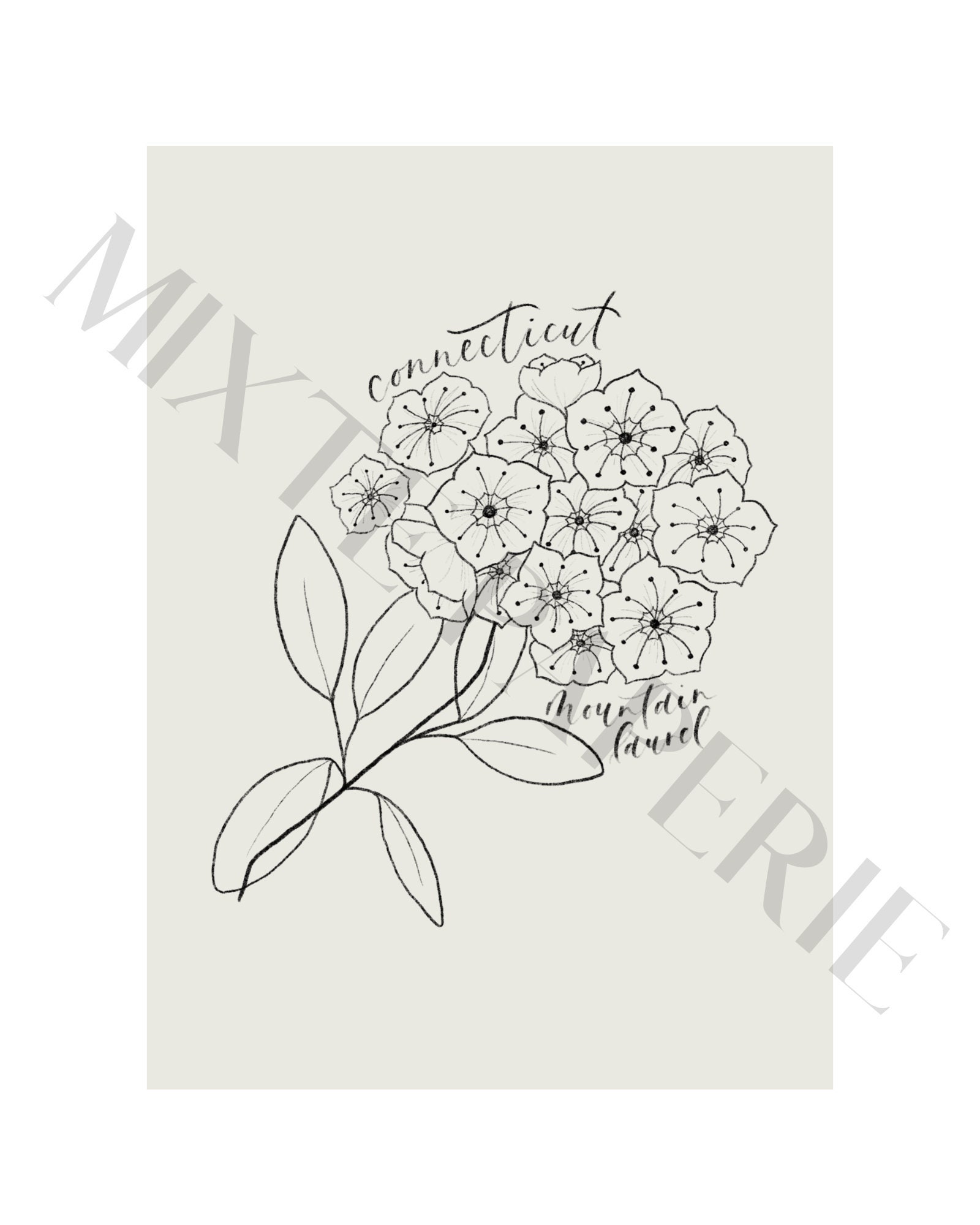 Connecticut State Flower Digital Art Print Hand Drawn State - Etsy