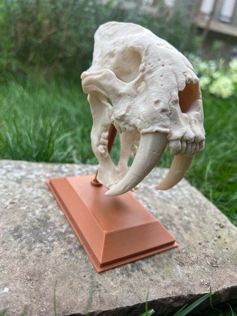 3D Printed Saber Tooth Tiger Skull - High Quality Bone White PLA - Etsy ...