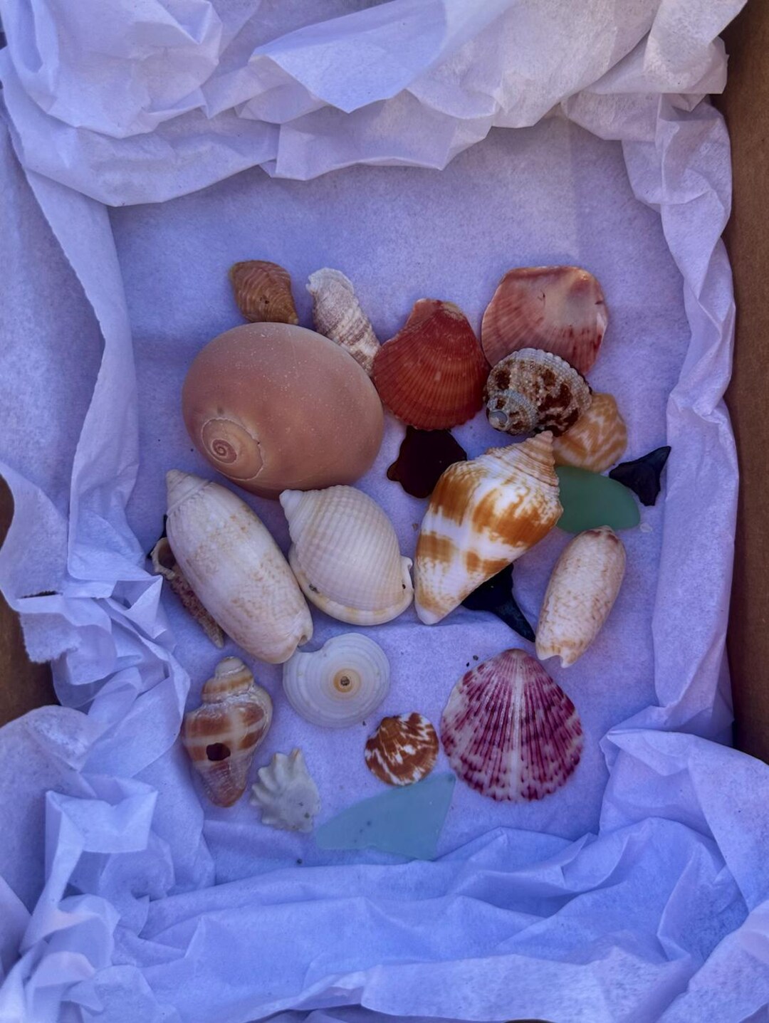 South Florida Shells - Etsy
