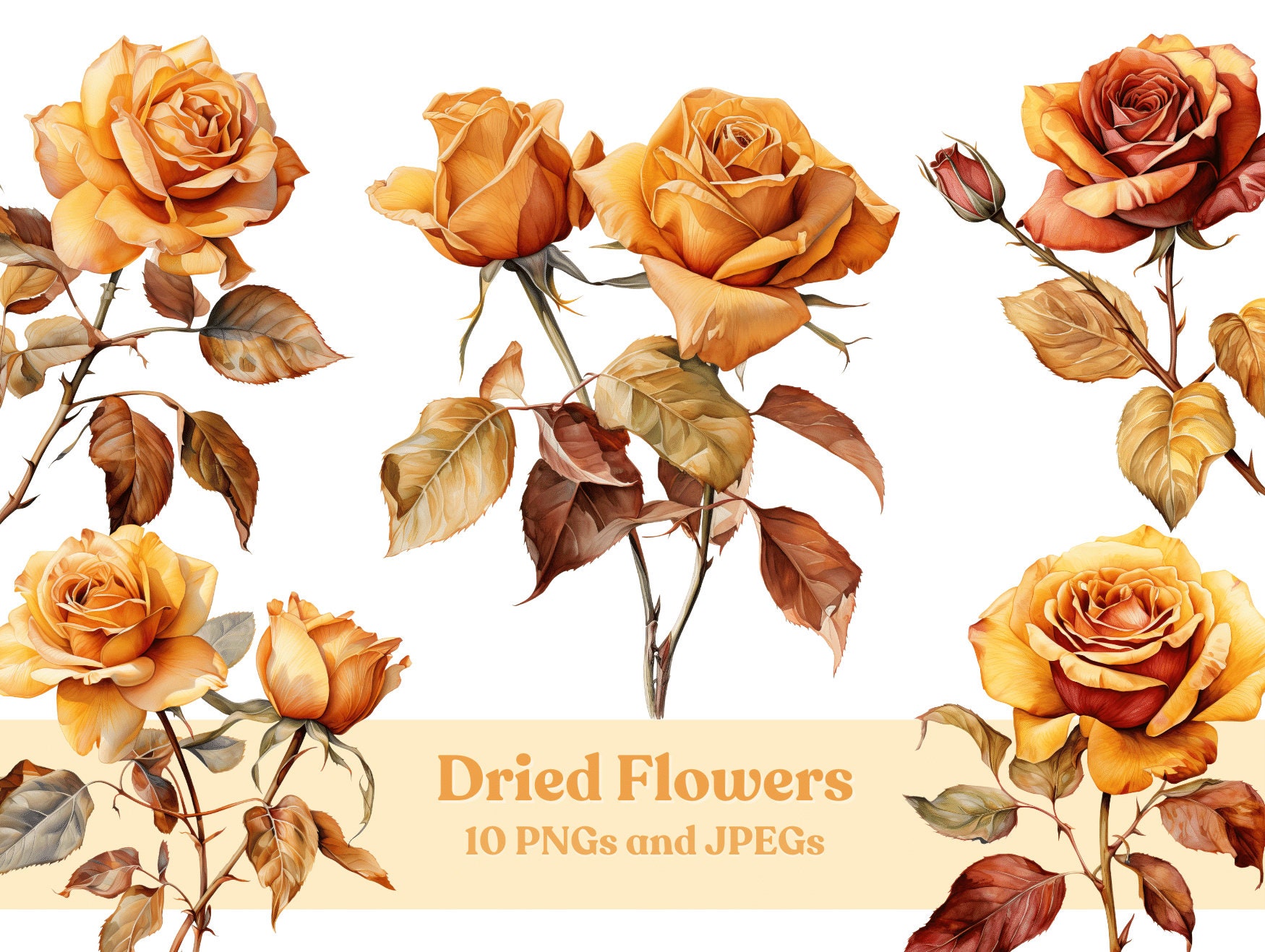 Dried Flowers Clipart 10 High Quality PNG Files and Jpegs - Etsy