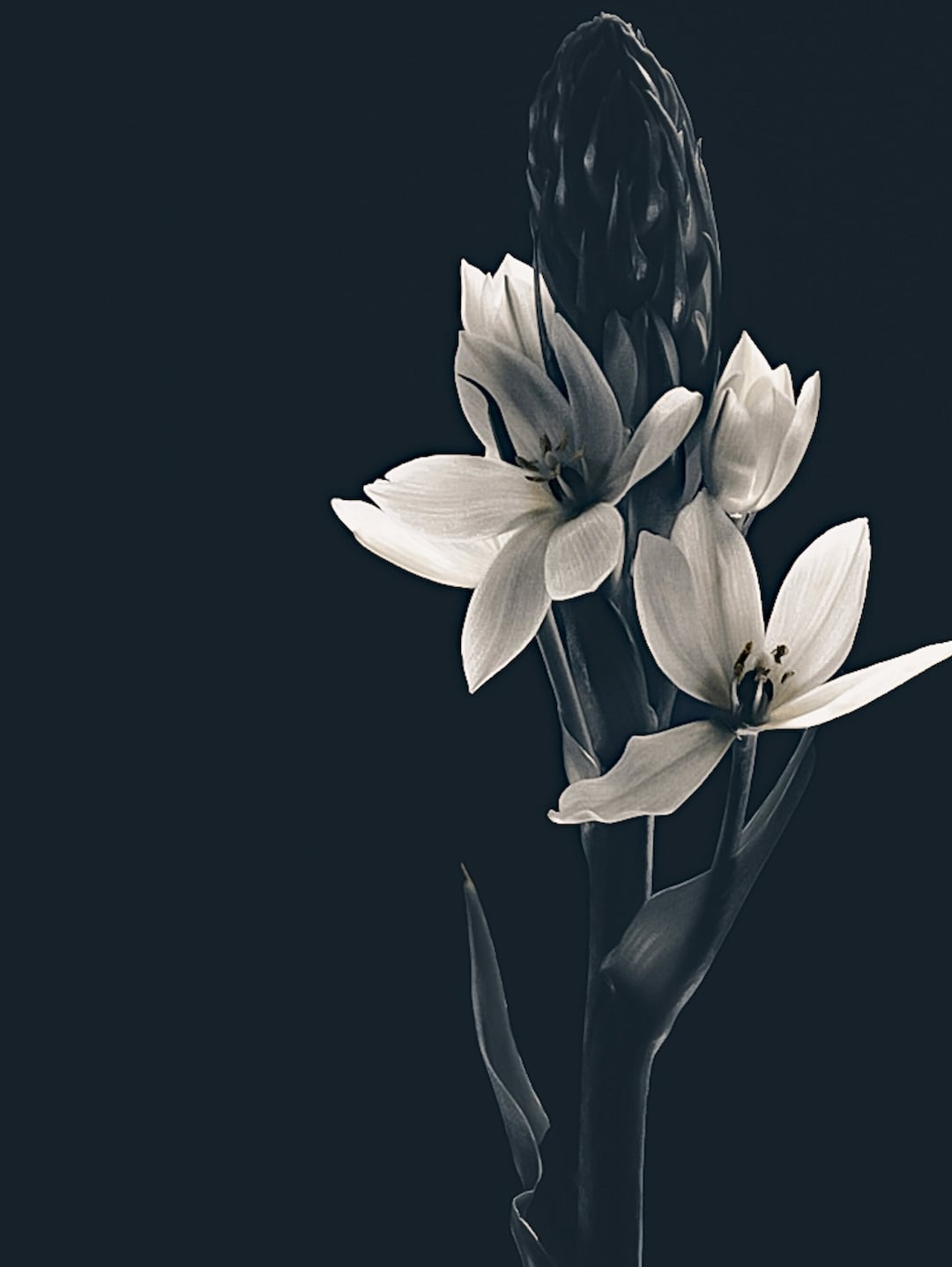 A Modern Portrait Photo of a Flower #14 - Etsy