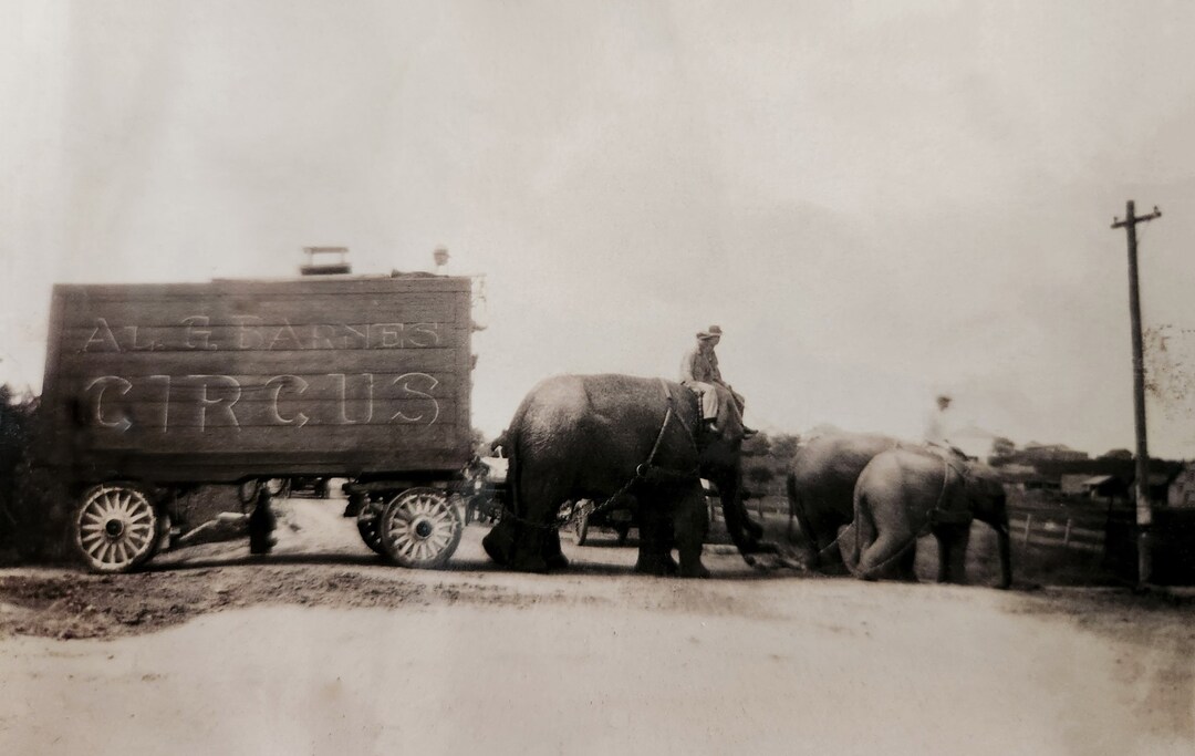 A Vintage Photo of Circus Elephants - Etsy