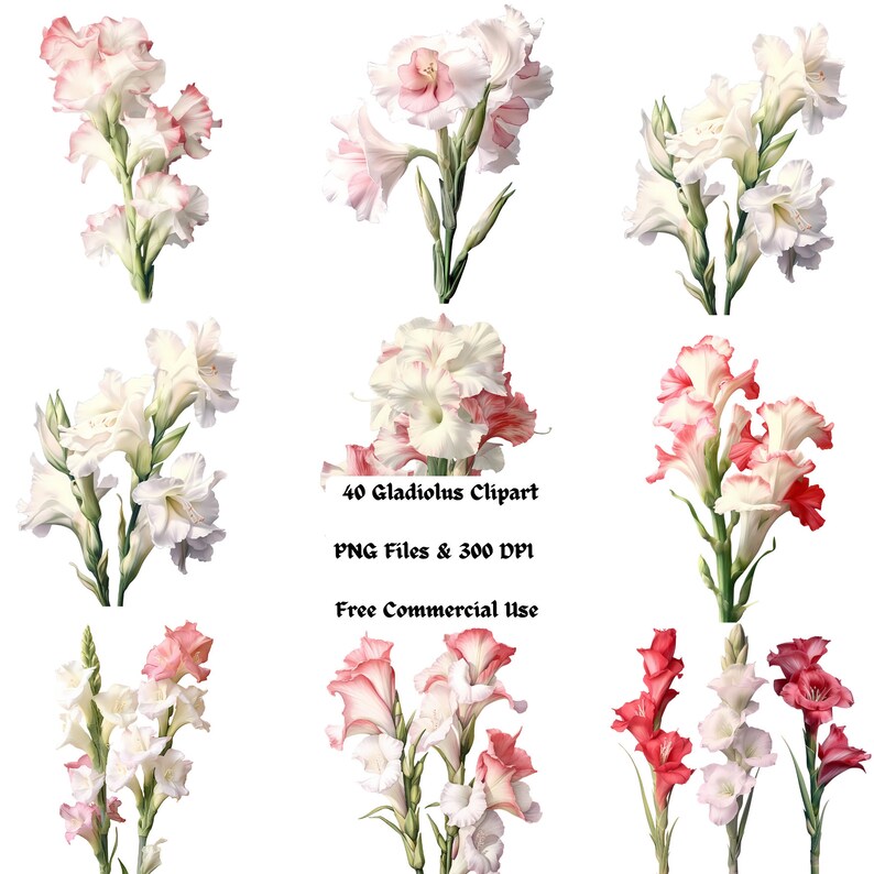 Gladiolus Clip Art Set Commercial Use, High Quality Images, Transparent ...