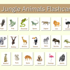 JUNGLE ANIMALS, 24 Montessori Cards, Flash Cards Nomenclature ...