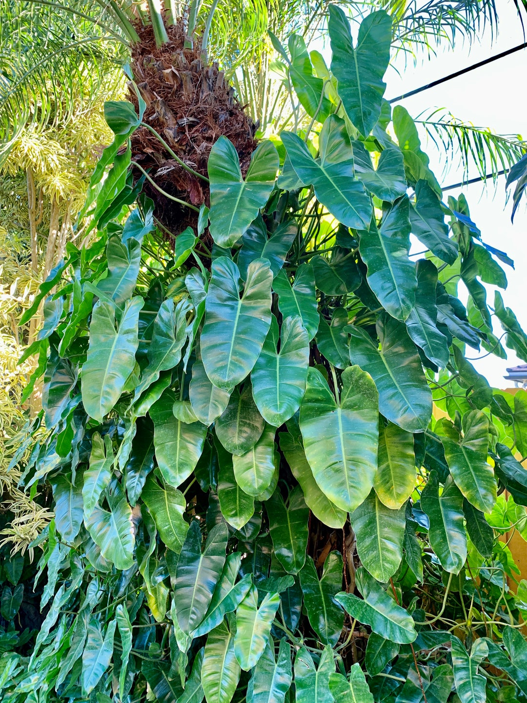 Philodendron 'burle Marx' Mature Cuttings - Etsy