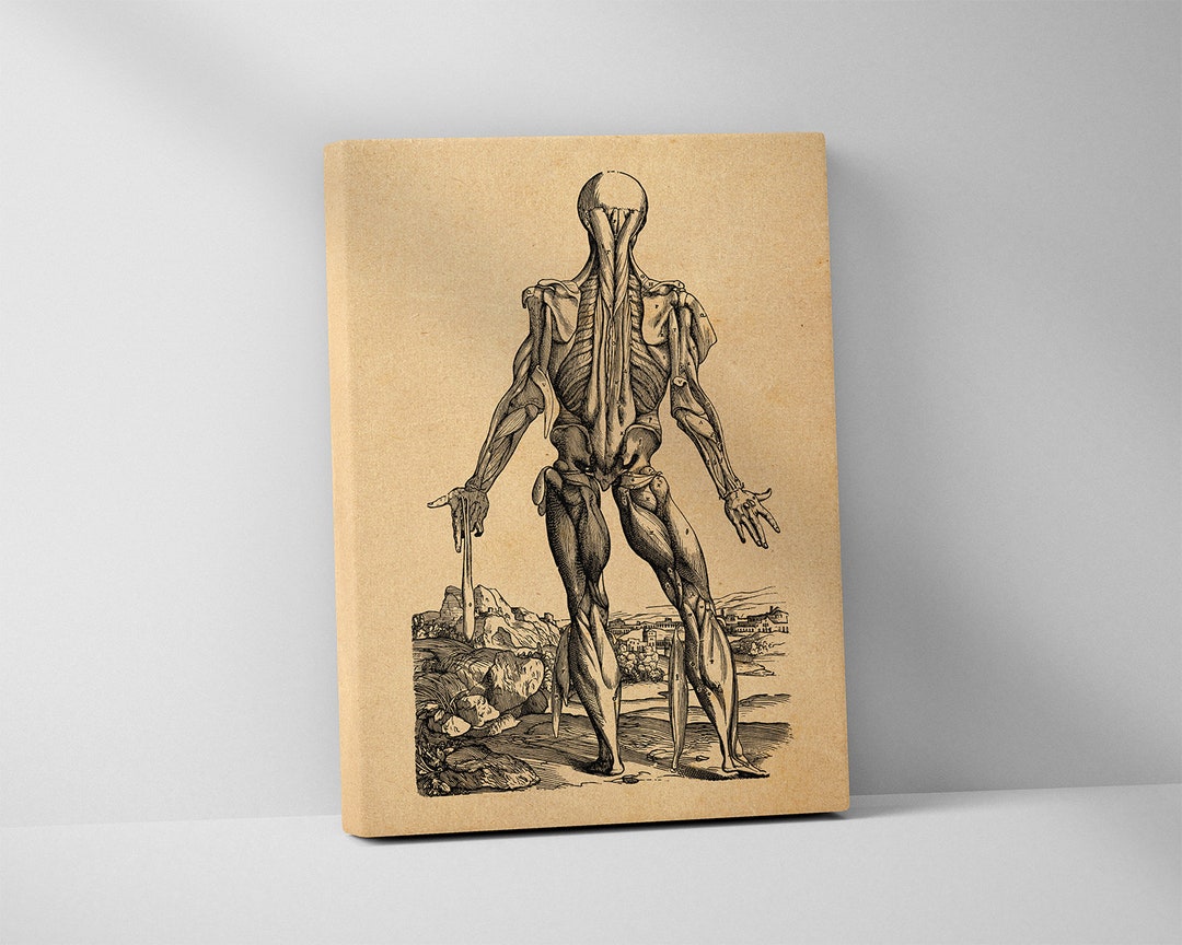 Skinless Man 12 Andreas Vesalius Stretched Canvas Print, Anatomy Art ...