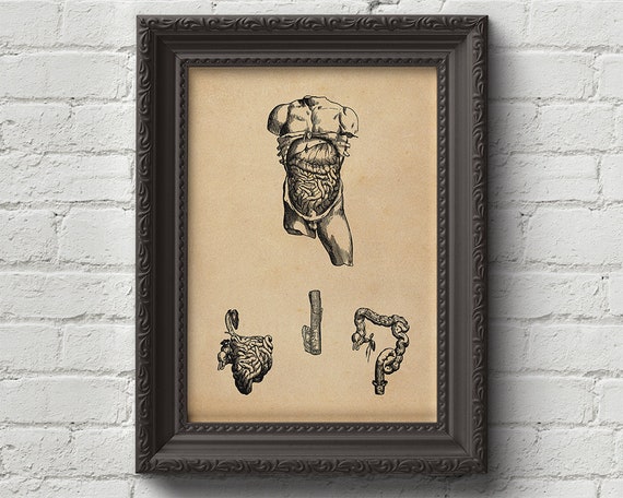 Liver Stomach and Intestines Andreas Vesalius Art Print | Etsy
