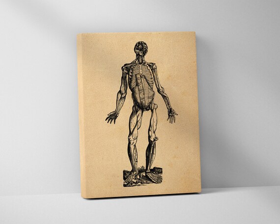 Skinless Man 19 Andreas Vesalius Stretched Canvas Print | Etsy