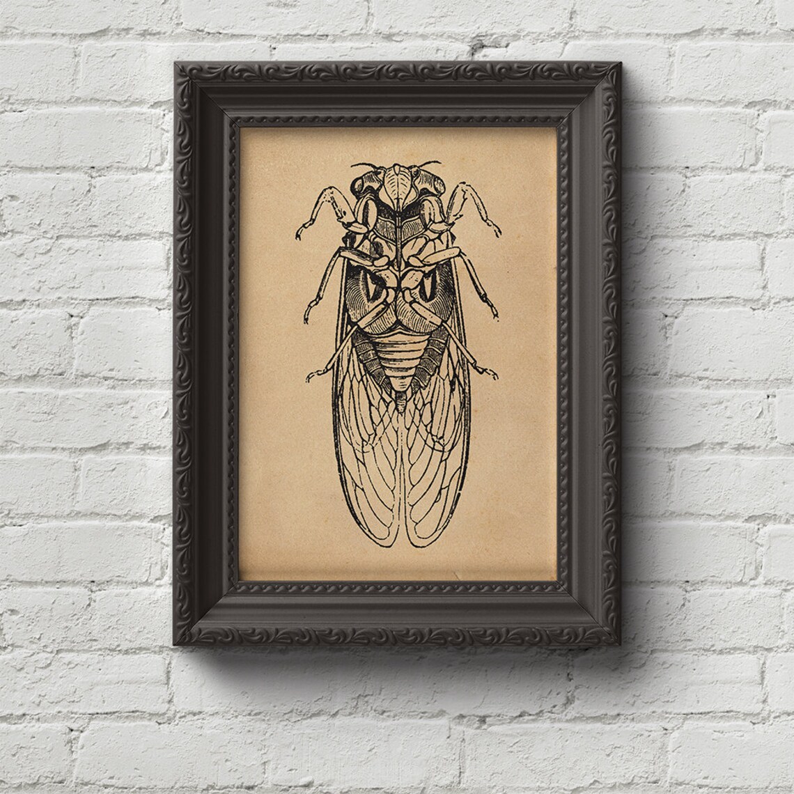 Cicada Print Wall Art Art Woodcut Engraving Insect - Etsy